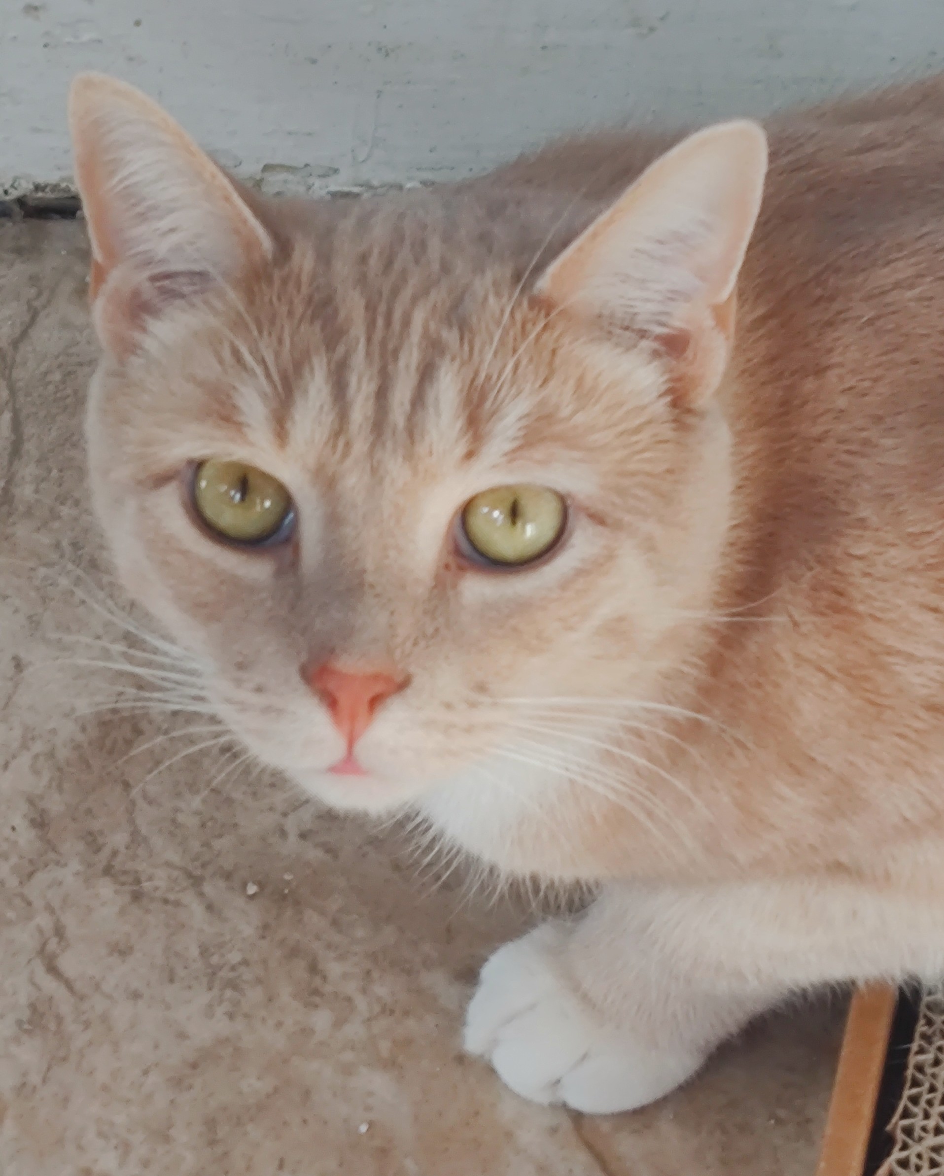 Niall Is WSCR Cat Of The Week | News, Sports, Jobs - Post Journal